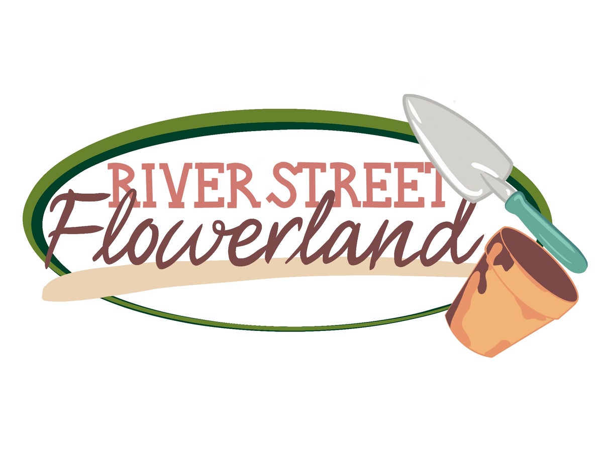 Houseplants Succulents